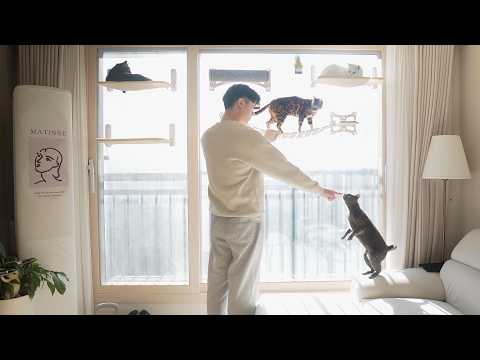 Small Apartment Cat Gear: Tier List (Best & Worst?)
