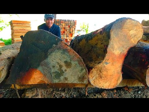 Kayu MANGGA Dan Kayu Petai..jumbo..!