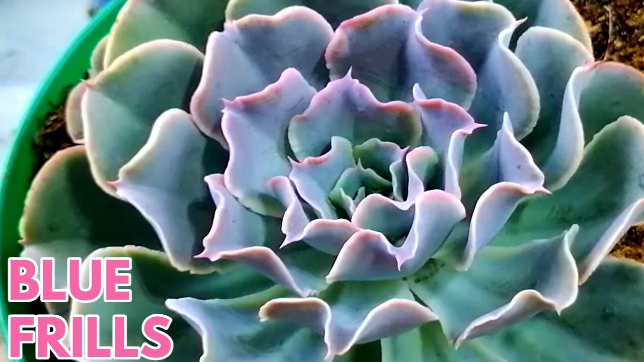 echeveria blue frills donsuculento - YouTube