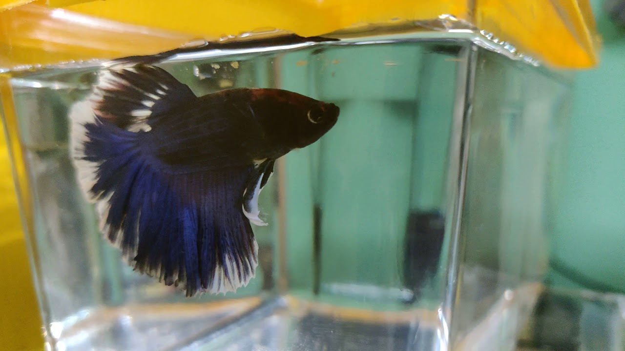 BLue Butterfly Half Moon Betta Male fish - YouTube
