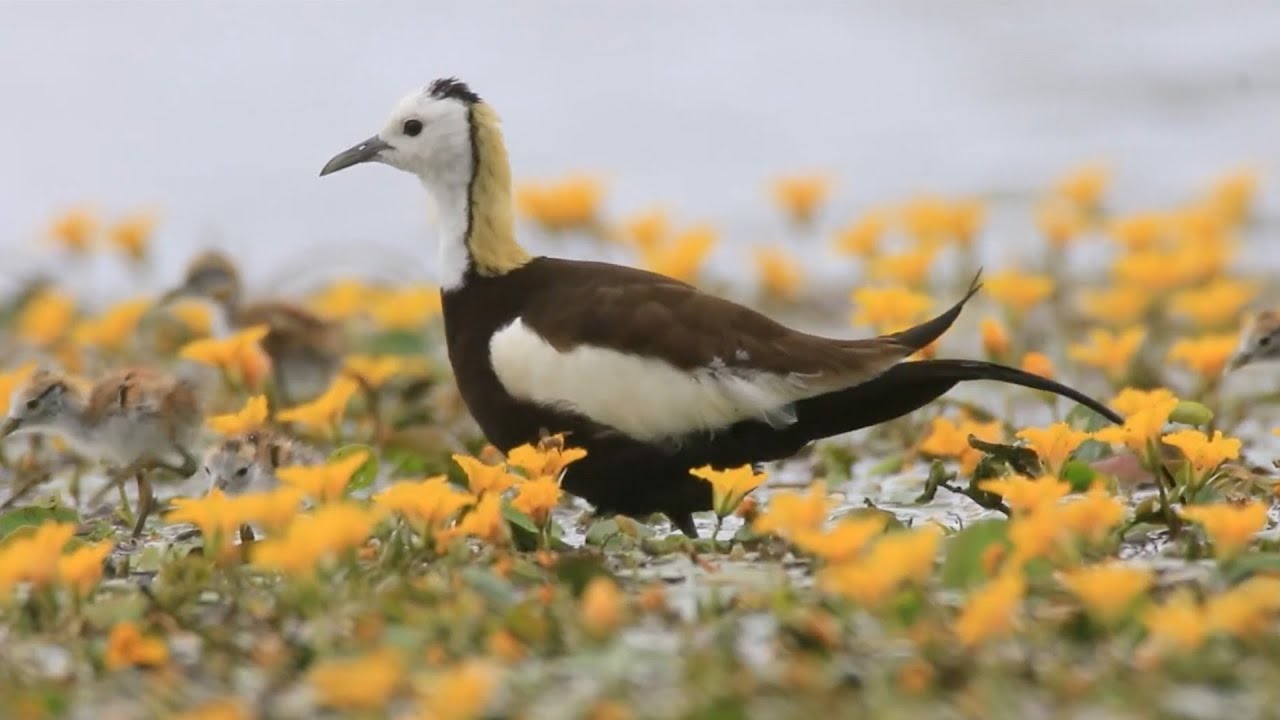 Pheasant Tailed Jacana Female