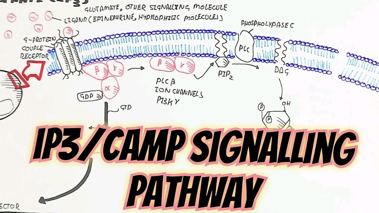 ip3/cAMP signalling pathway @umerfarooqbiology7083 - YouTube