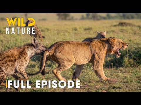 Hostile Planet (FULL EPISODE) | Battle for Survival in Predator Territory | Animal documentary