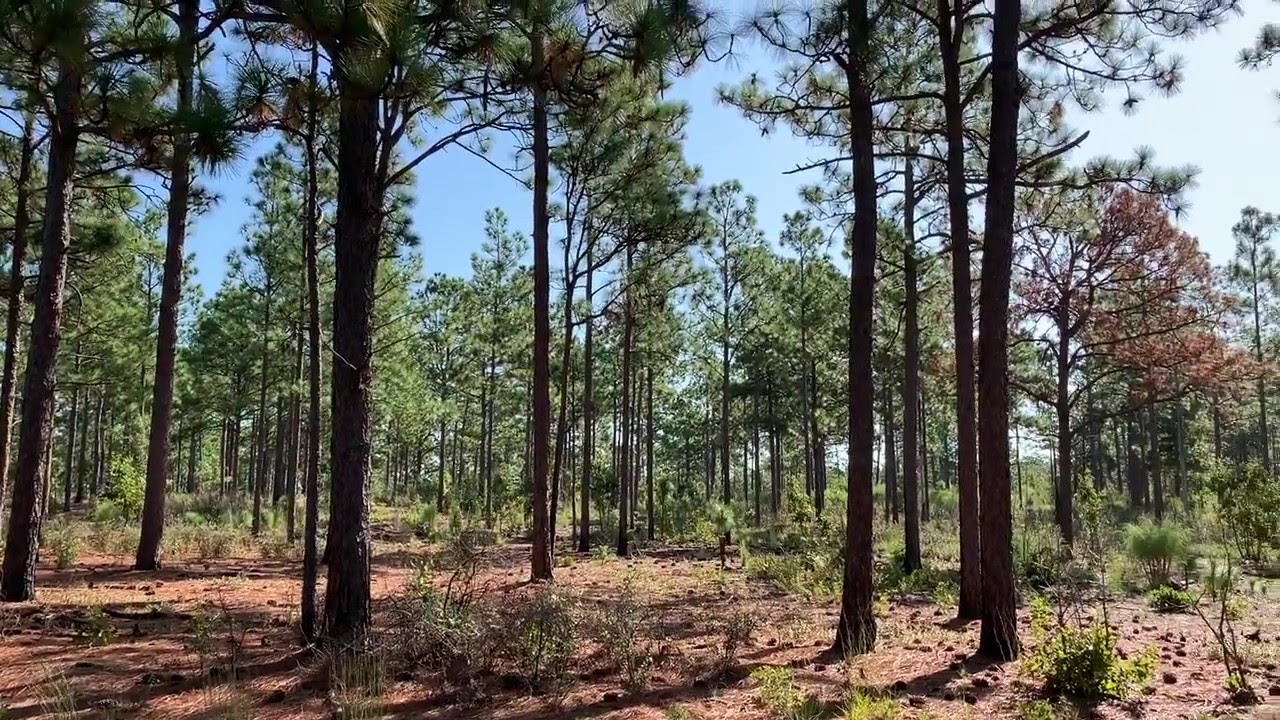 Restored longleaf pine savanna in the Carolina San - YouTube