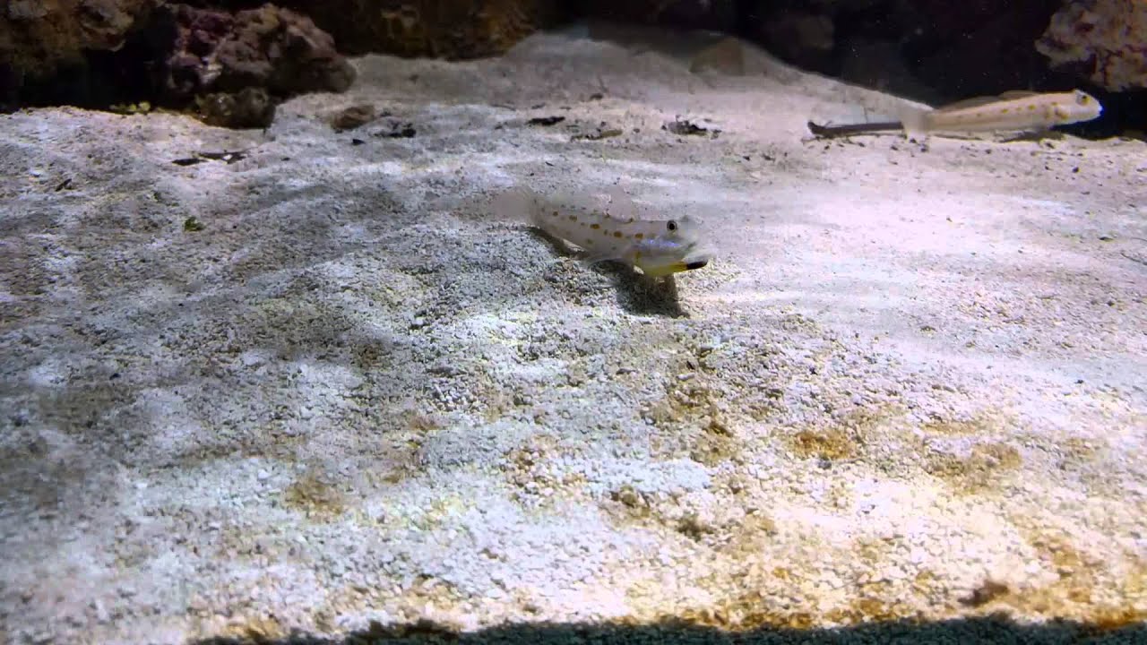 Fish Eats Dirt - YouTube