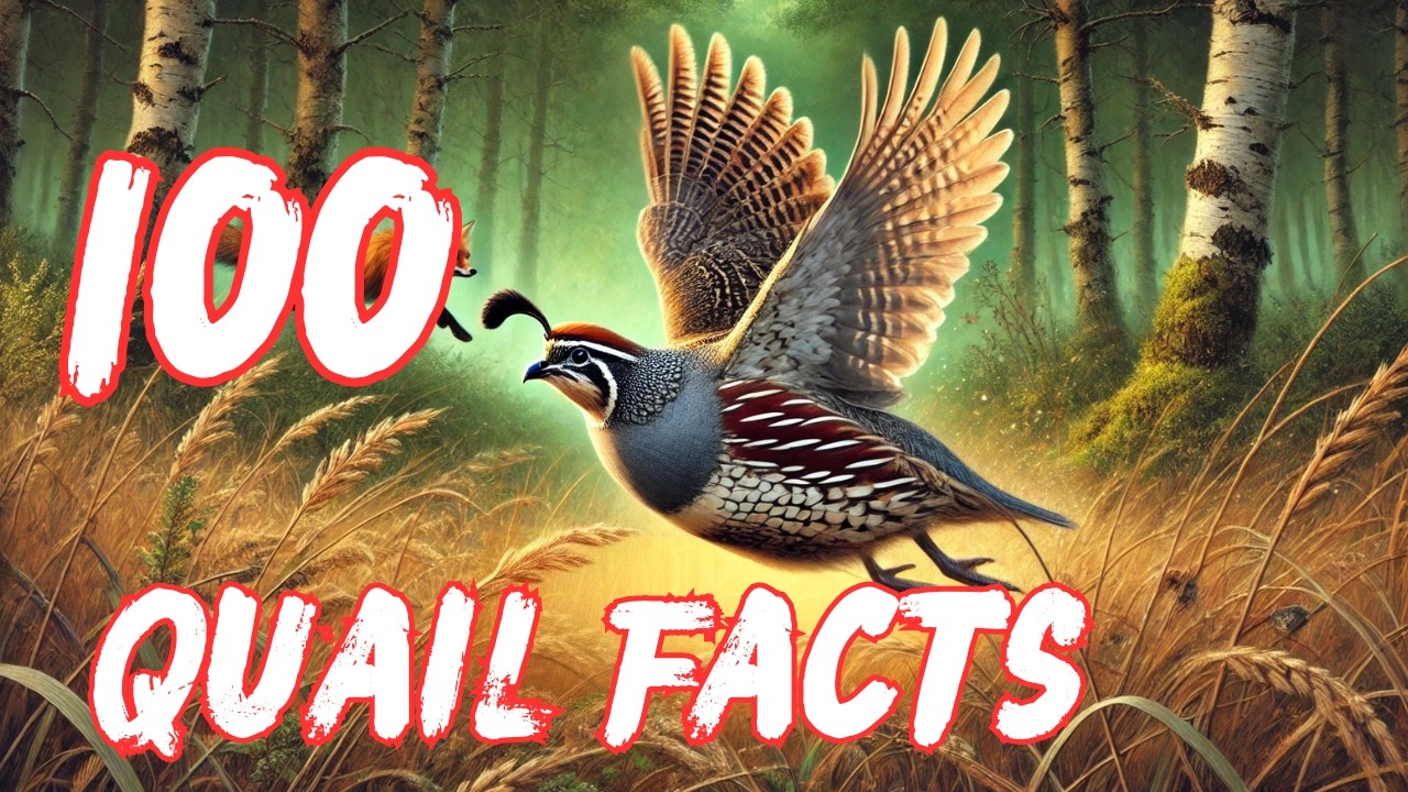 Quail Facts About Quails Passnownowcom Quail Facts: Identification,