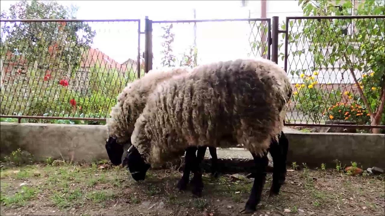 romanov sheep serbia september - YouTube
