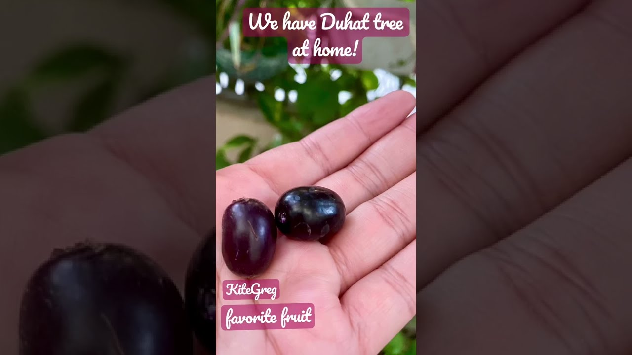 Duhat Tree