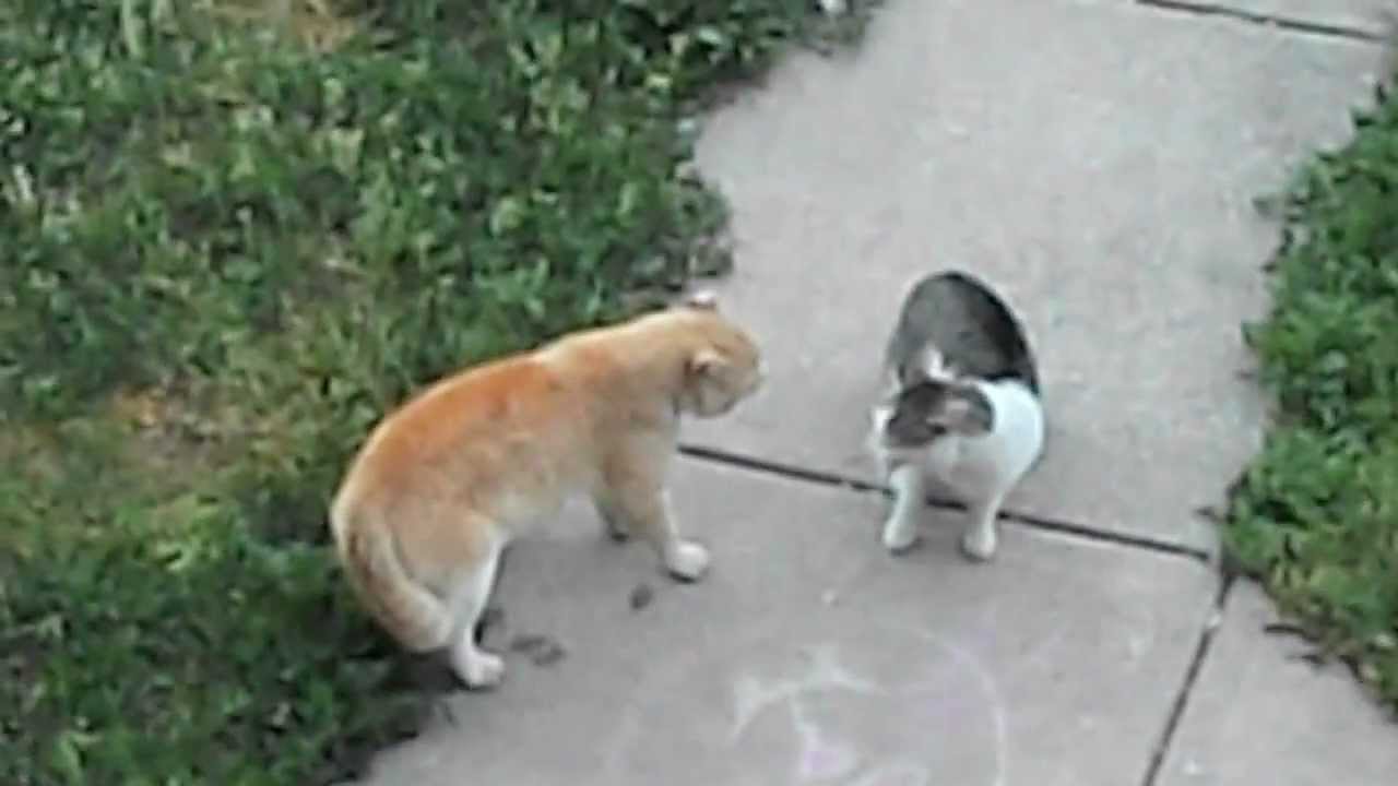 Arguing Cats In Our Backyard - YouTube