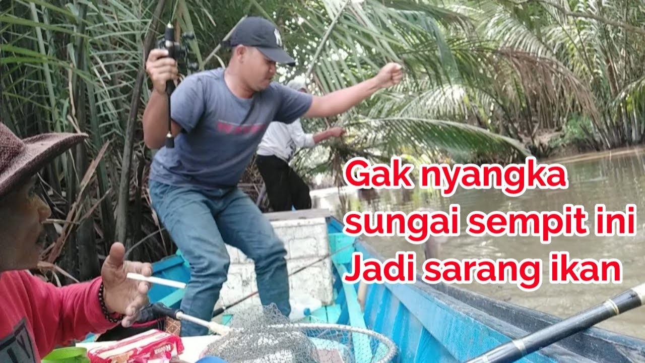 Nemu Sarang Ikan Sembilang Di Sungai Sempit dan Dangkal || catfish ...