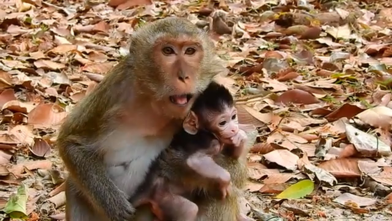 Baby Bevin bored with mum so much coz Blacky hug him very sticky, Baby ...