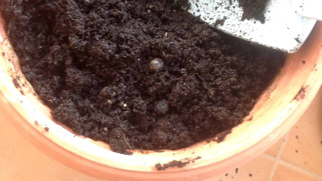 worms in pot - Captain Gardens - YouTube