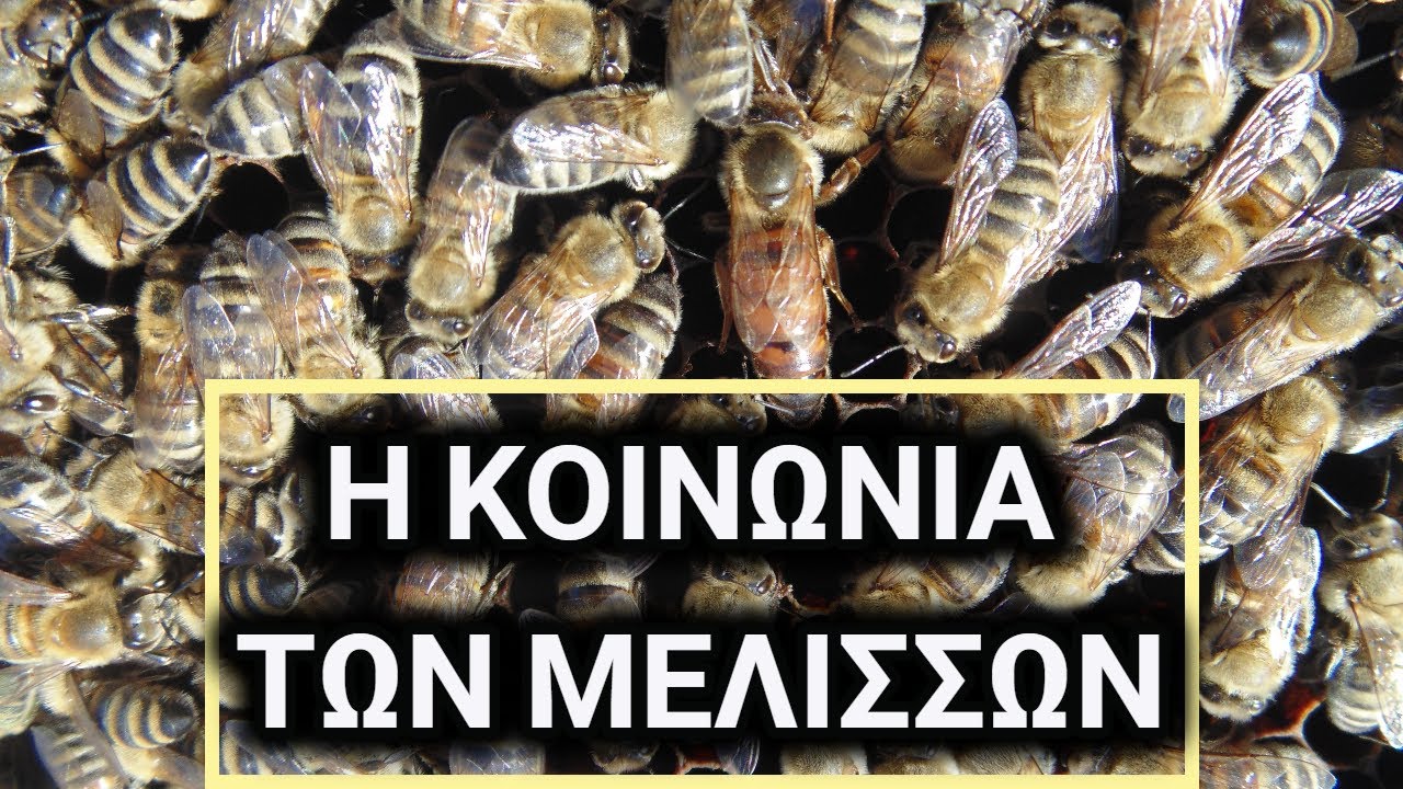 Κατανοήστε την Κοινωνία των Μελισσών - YouTube