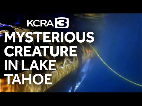 The Crypto Blast: An expedition filmed a mystery creature in Lake Tahoe!