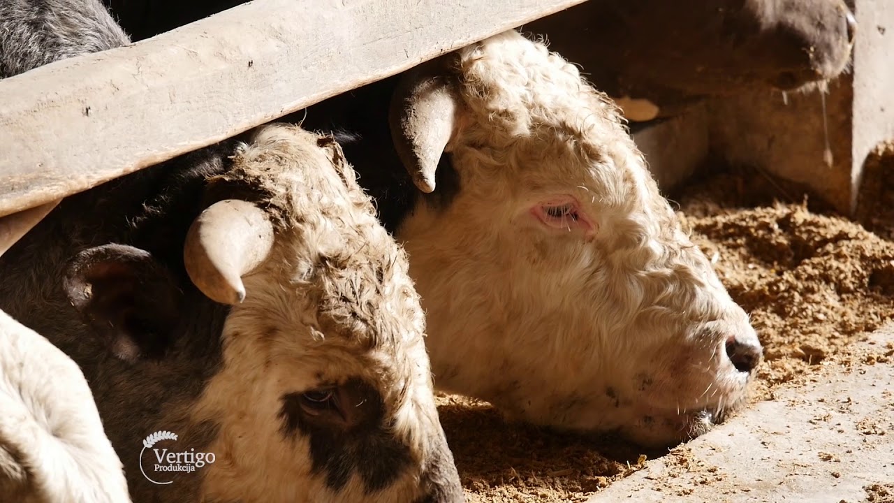 Tov bikova u Hrvatskoj - U nasem ataru 719 - YouTube