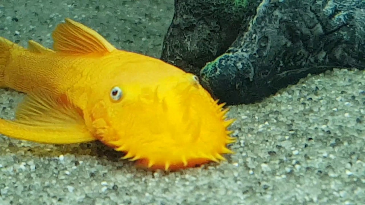 My beautiful Blue eyed golden pleco - YouTube