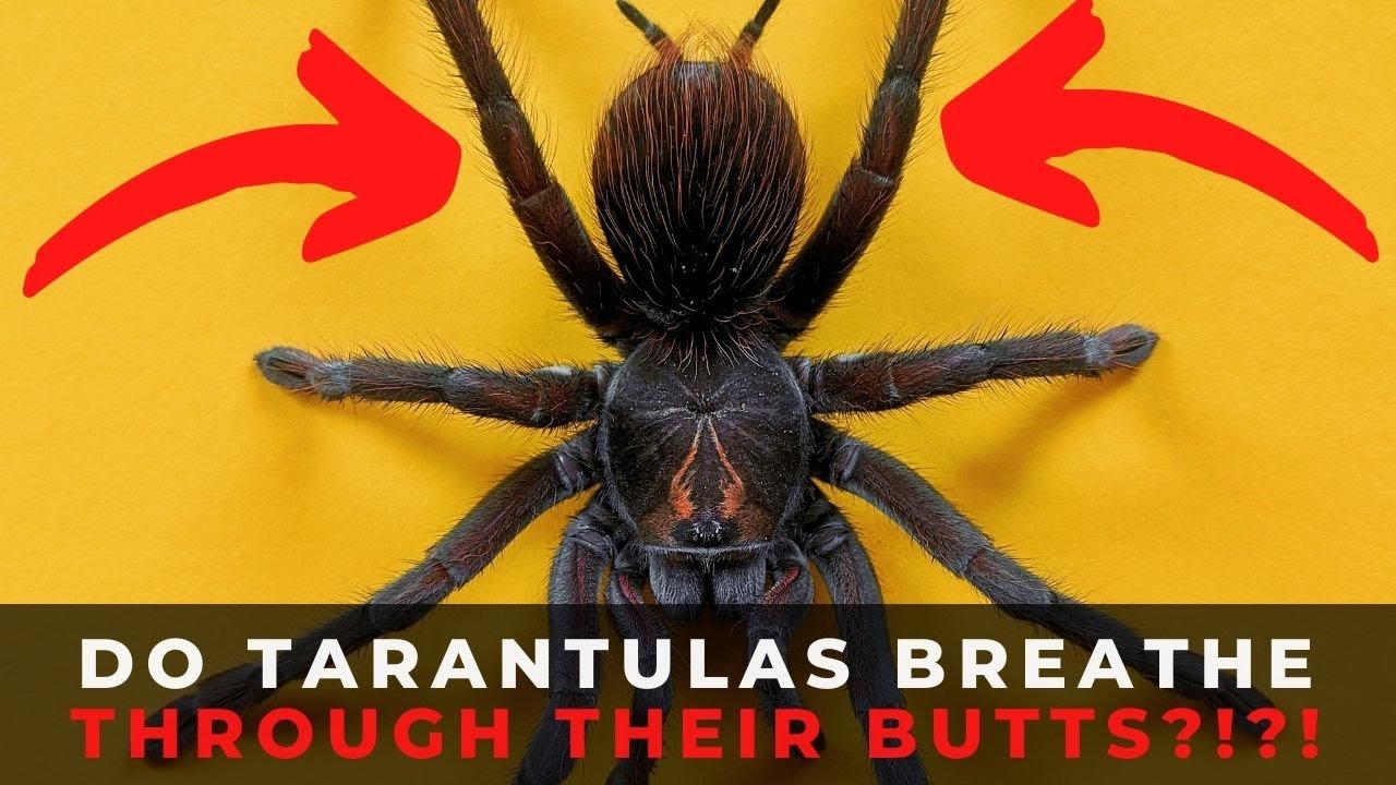 Do Tarantulas Breathe Through Their Butts?!?! How It Works - YouTube