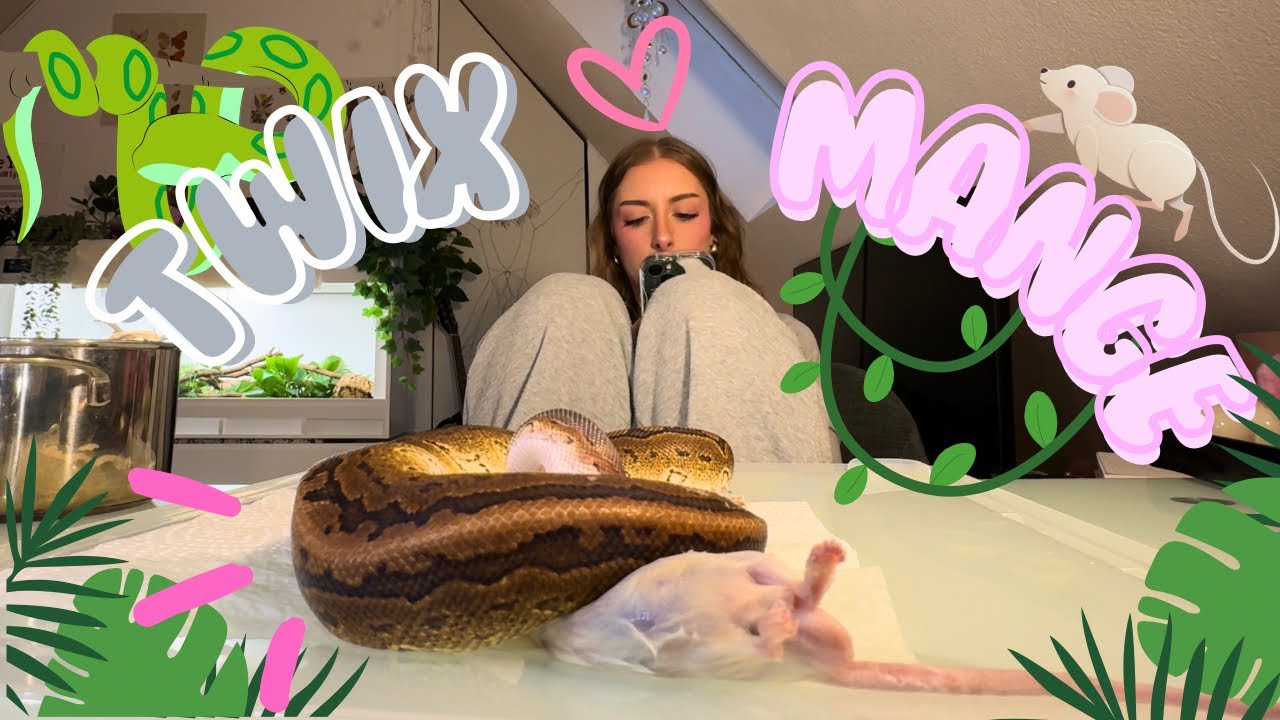 MON PYTHON TWIX MANGE UNE SOURIS 🥦🐁🐍 - YouTube