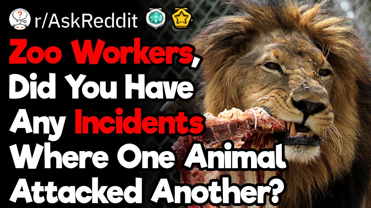 Zoo Workers, Did You Ever Have One Animal Eat Another? - YouTube