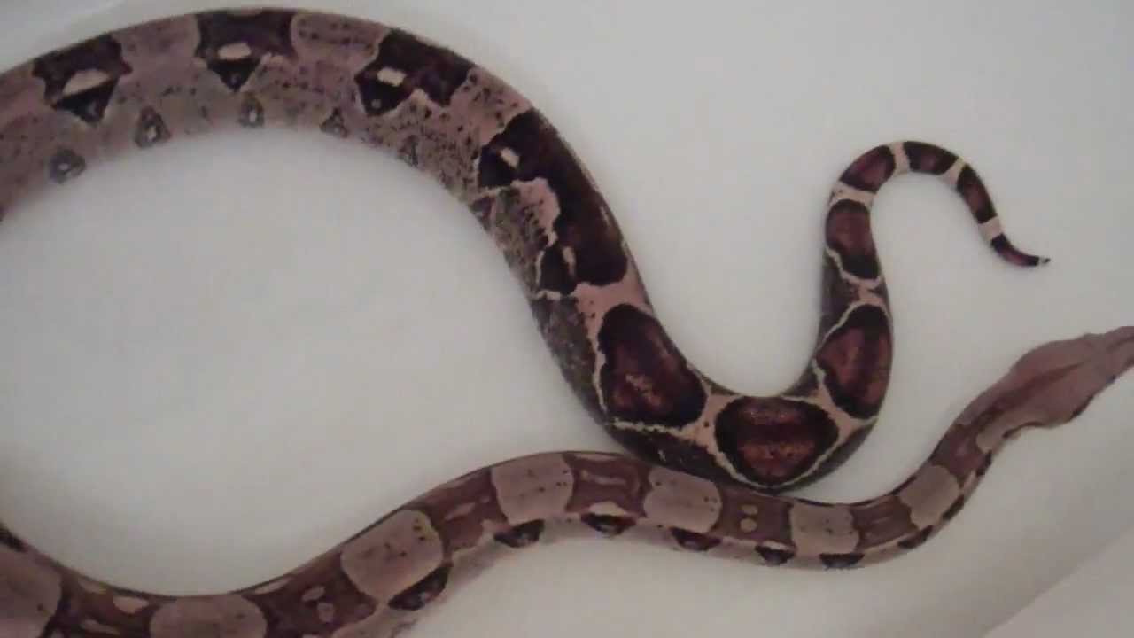 Big Red Tail Boa Constrictor Takes Bath - YouTube