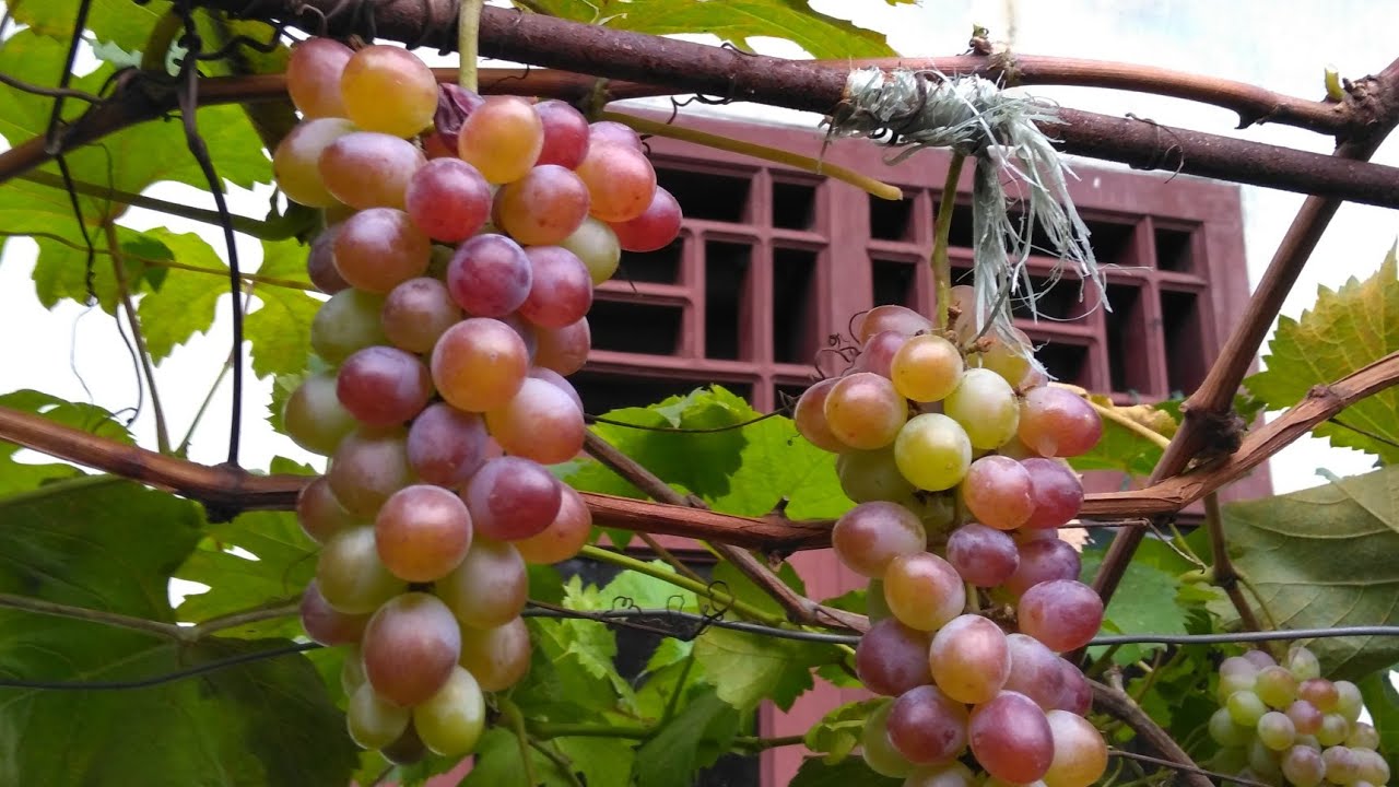 Anggur jupiter seedless - YouTube