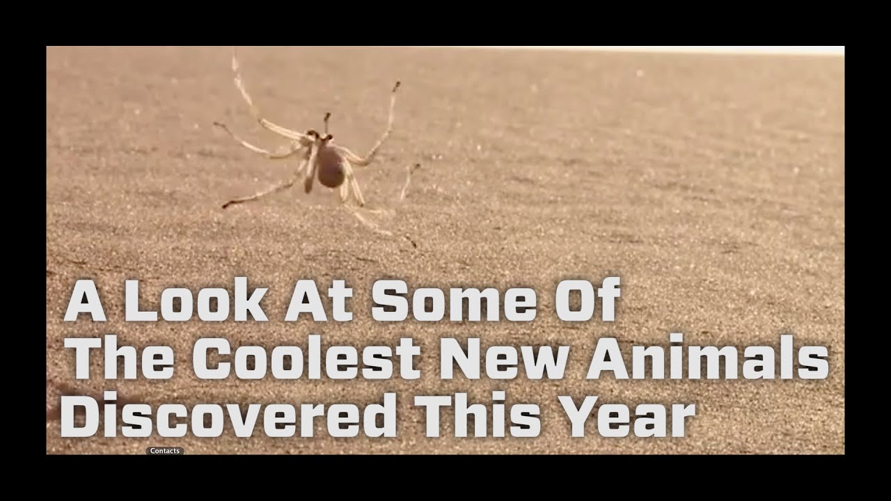 This Cart-Wheeling Spider Is One Of The Top New Species - YouTube