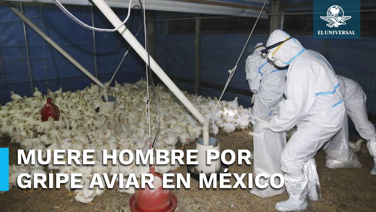 Registran primer muerte por gripe aviar H5N2 en México - YouTube
