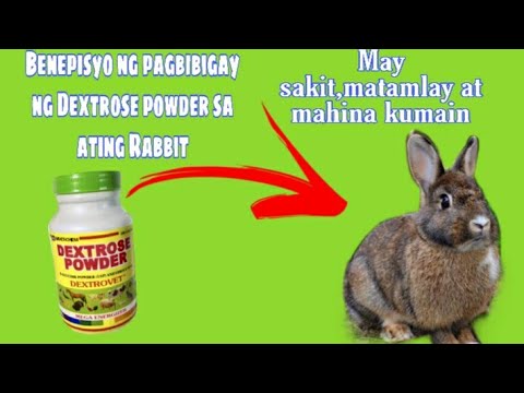 Rabbit farming | Dextrose Powder ano magandang epekto sa Rabbit natin ...