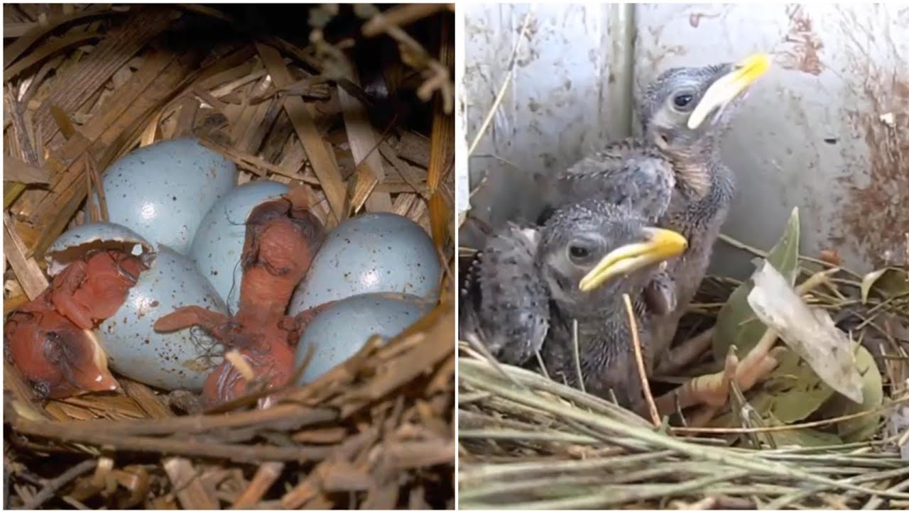 🐥🐥 The Family Of The Indian Myna's ️ ️ | Bird Gives Birth 🐤 - YouTube