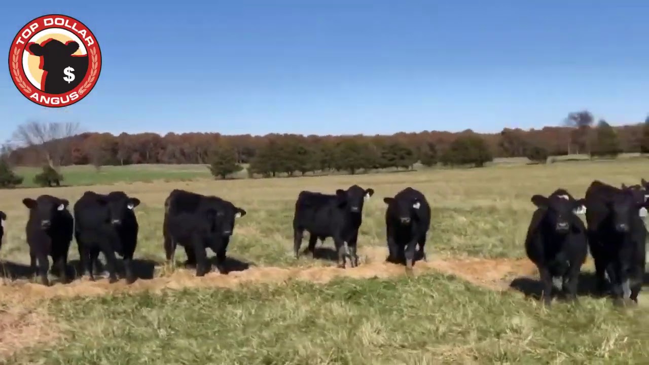 Wilmoth Ranch November 19 - YouTube