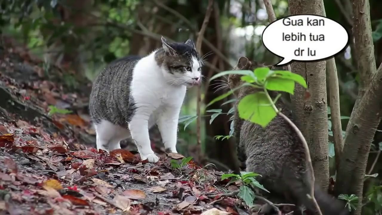 kucing bertarung - YouTube