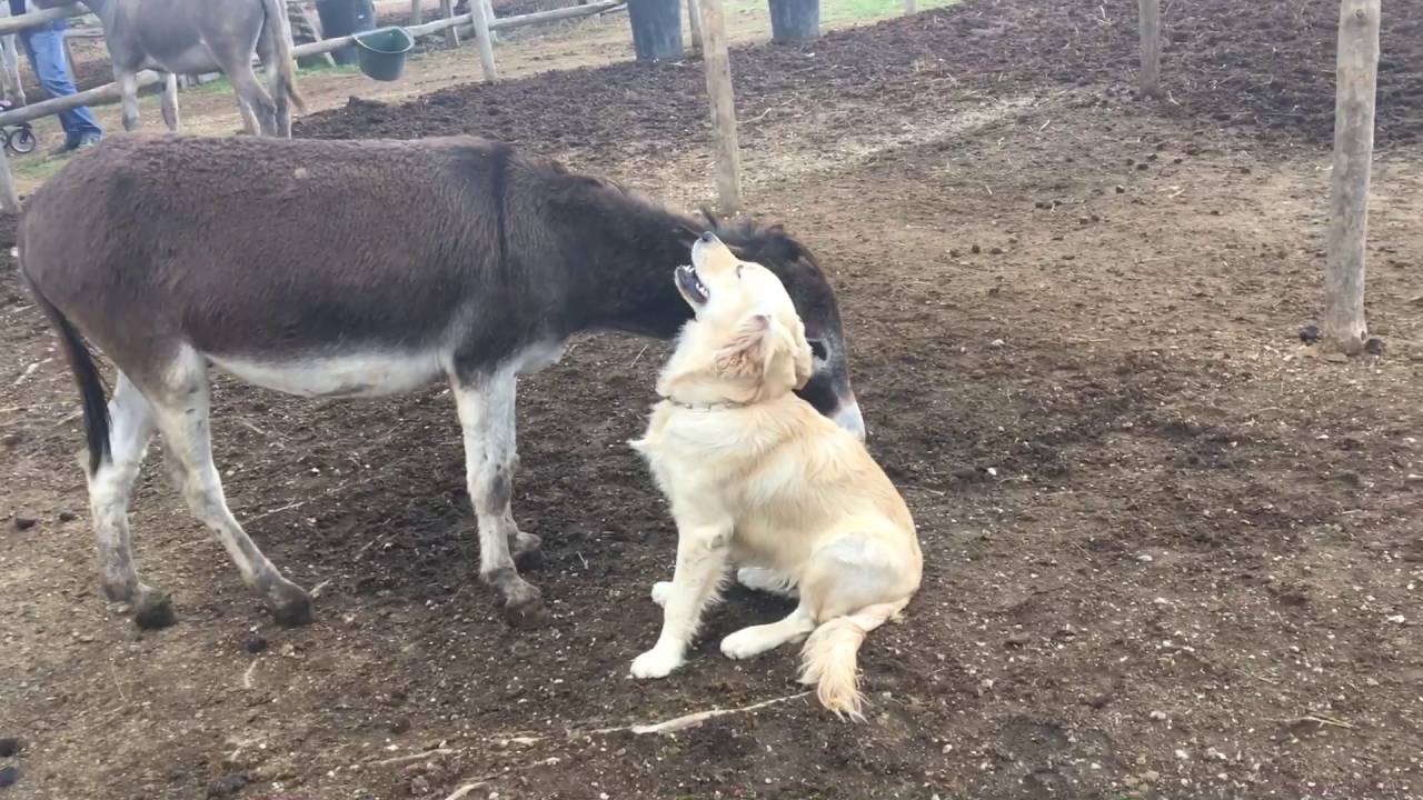 Asini e cani - YouTube