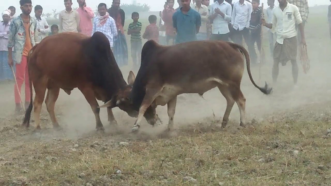 Ox fight - YouTube