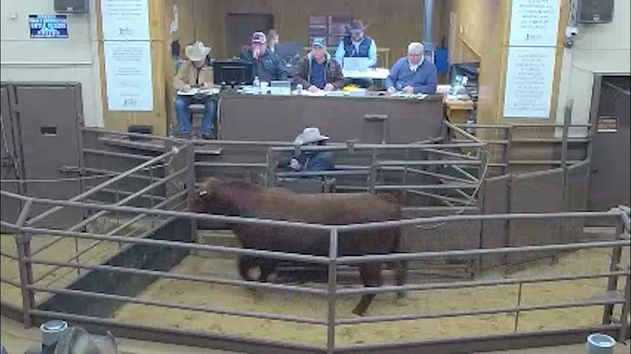 Leachman Texas Spring $Profit Bull Sale 2-24-2022 Broadcast on ...