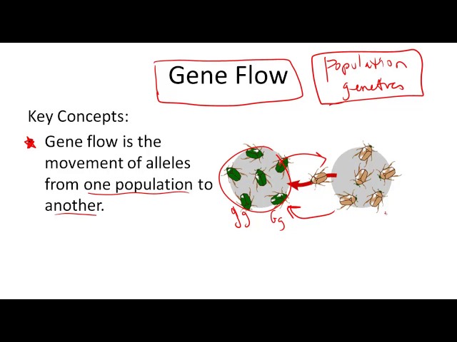 Gene Flow Definition