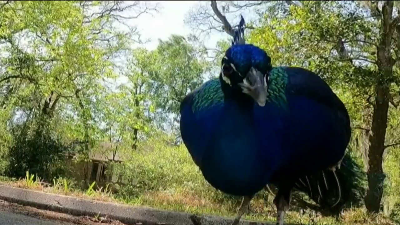 Peacock killed in Memorial area - YouTube