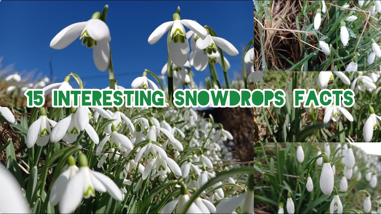 15 Facts About Snowdrops Plants - YouTube
