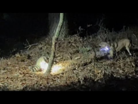 Mountain cur vs big boar coon - YouTube