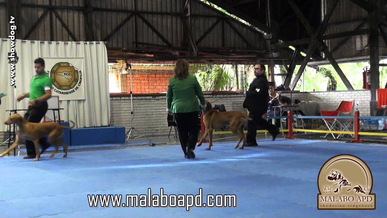 Show Dog Rhodesian Ridgeback - Russel Crowe of Malabo APD FCC Abril ...