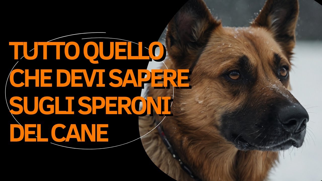 Tutto quello che devi sapere sugli speroni del cane - YouTube