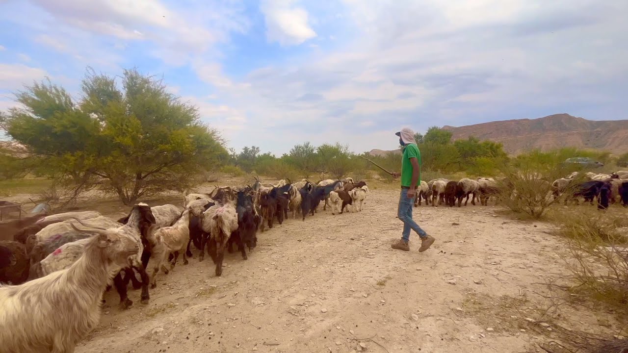 Grazing of sheep by a nomadic man - Nomadic lifestyle - YouTube