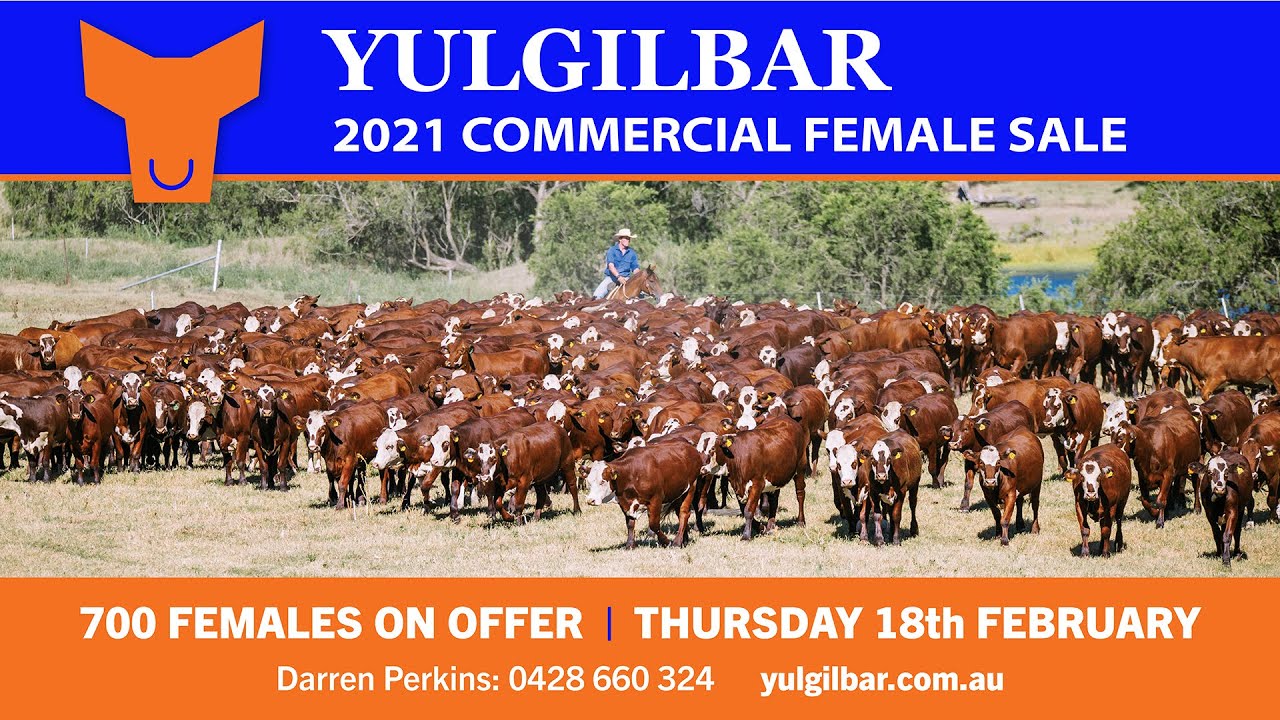 Yulgilbar Station 2021 Female Sale Preview - YouTube