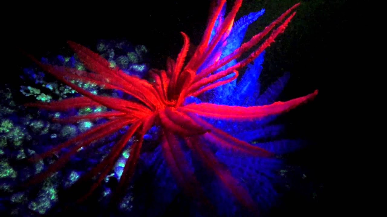 Fluorescent Night Diving! - YouTube