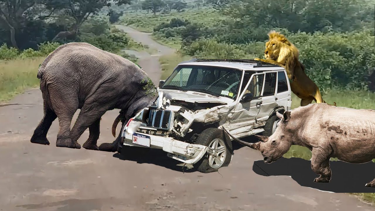 Angry Animals Attack The Car Moment Animals Attack Car Elephant, Lion ...