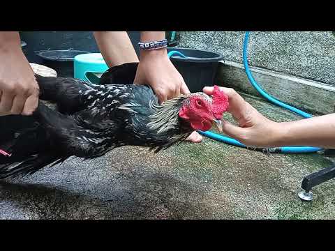 Menidurkan Ayam