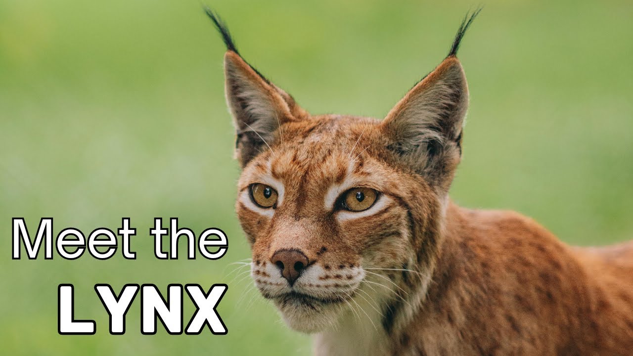 Lynx: The Mysterious Wild Cat of the Forest - YouTube