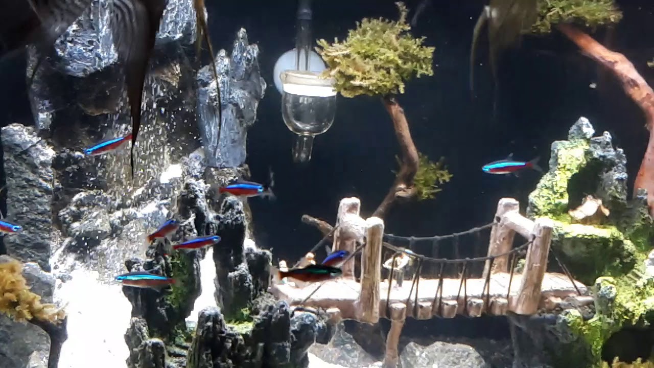 Aquarium with waterfall - YouTube