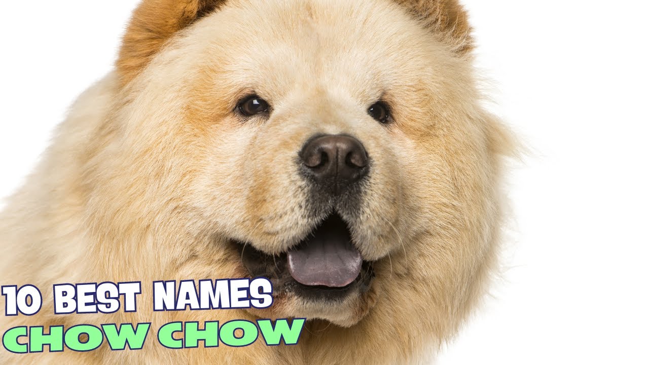 10 Best Names for Chow Chows! 🦁🐾 - YouTube