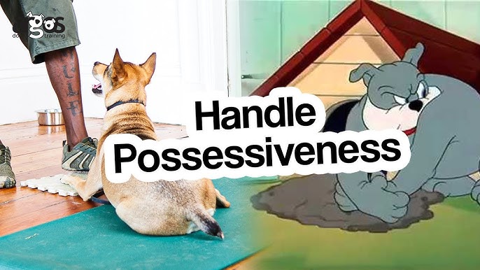 How To Stop My Dog Being Possessive Over Me