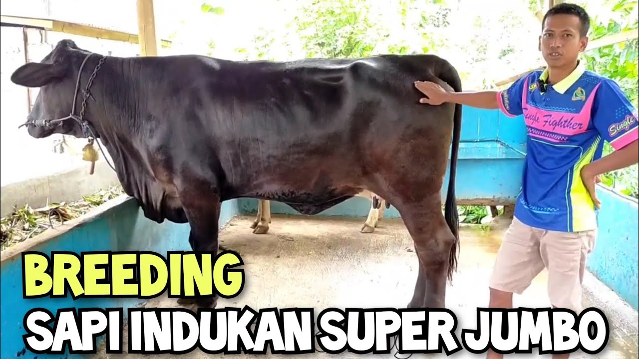 Breeding sapi indukan super jumbo - YouTube